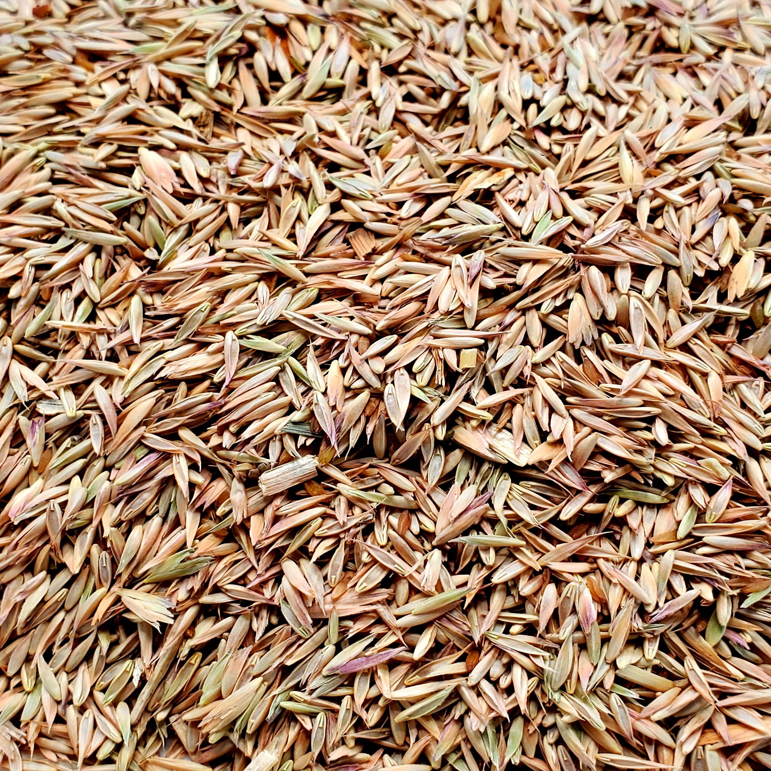 Orchard Grass - 22.7 Kg | Foster's Seed & Feed