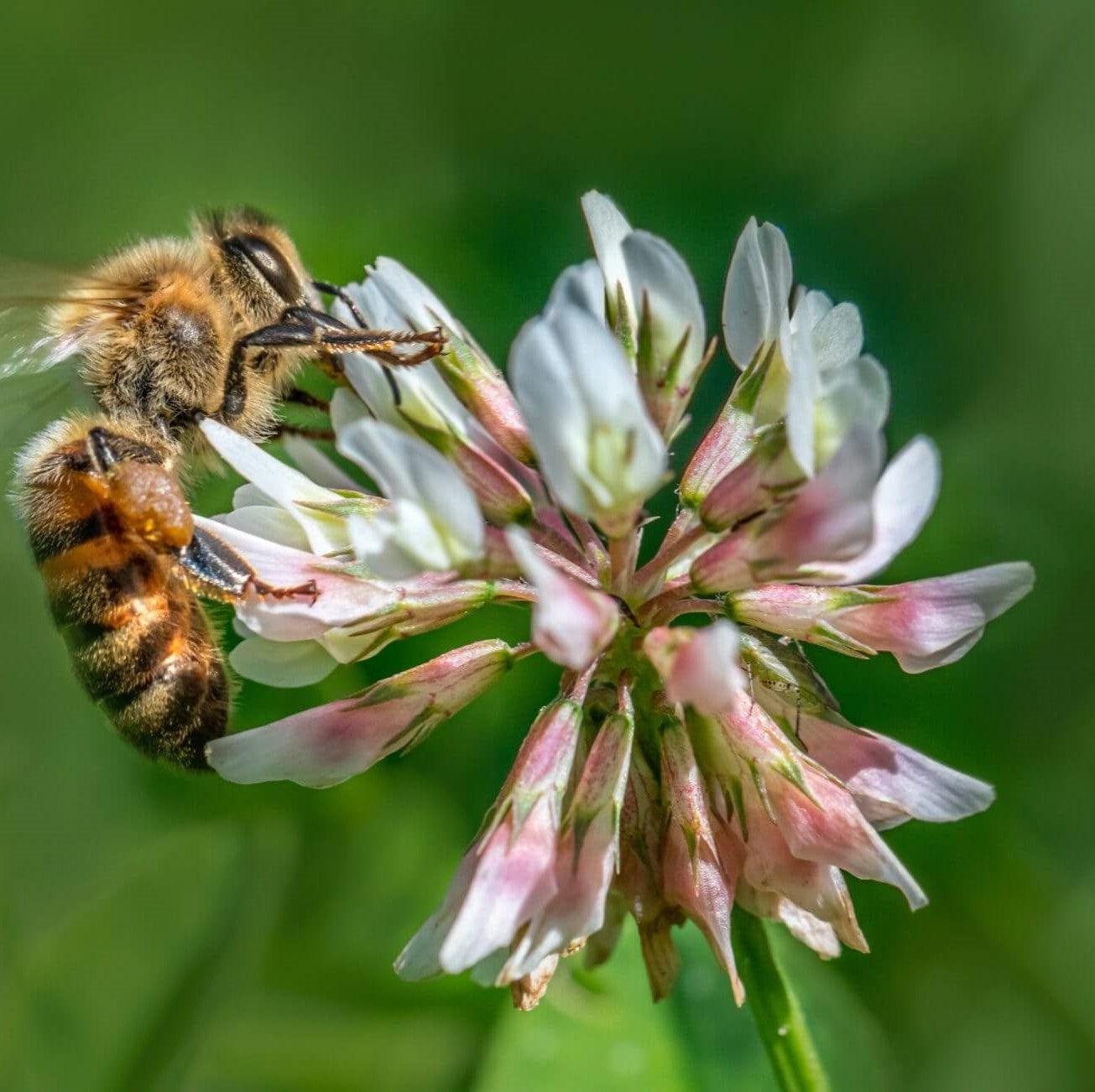 White Clover - 25 Kg | Foster's Seed & Feed