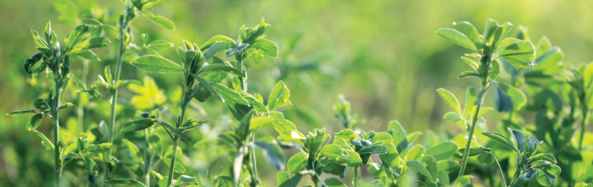 Production Hay Blend - 25Kg | Foster's Seed & Feed