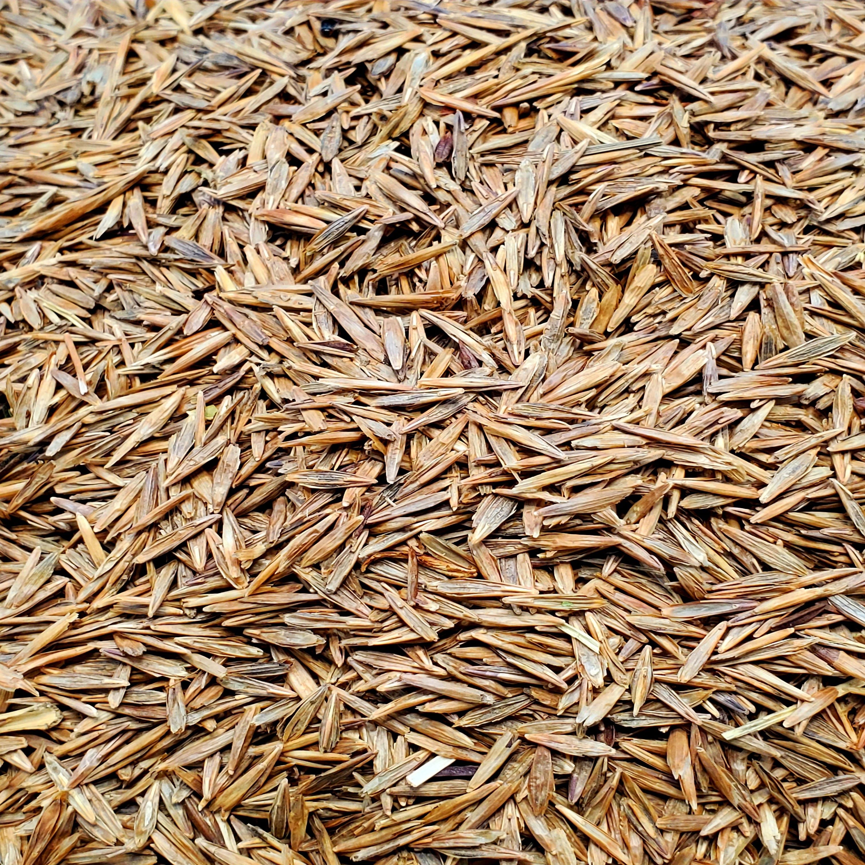 Forage Grasses | Foster's Seed & Feed