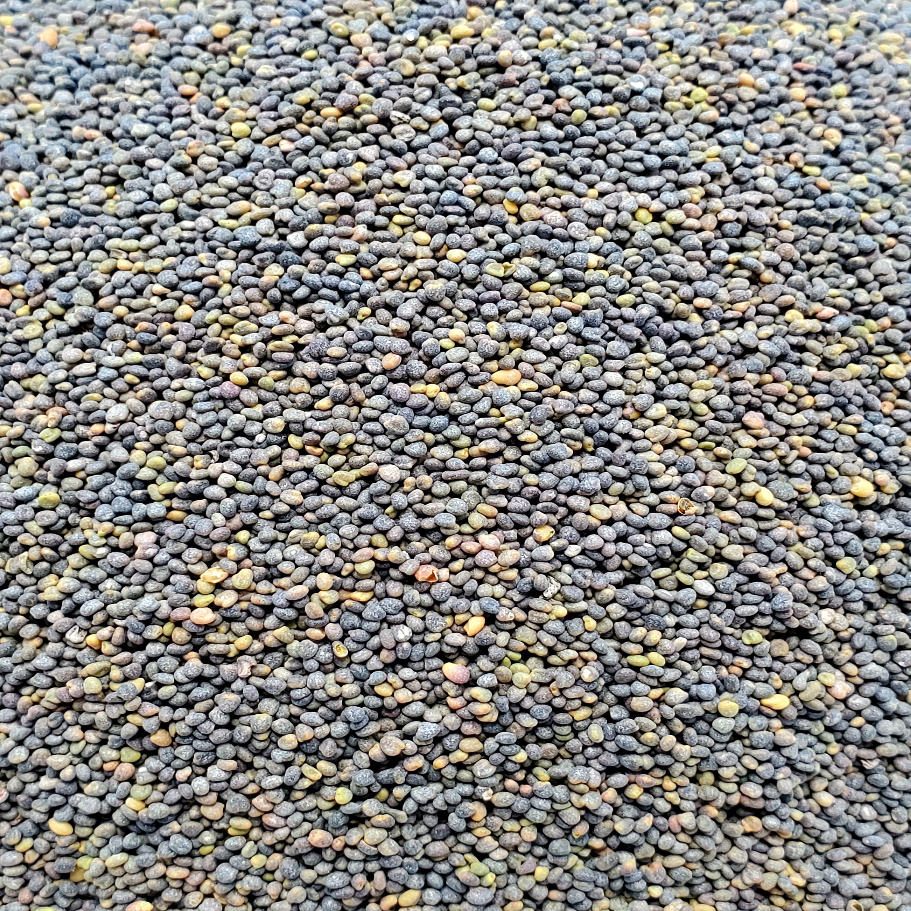 Legumes | Foster's Seed & Feed