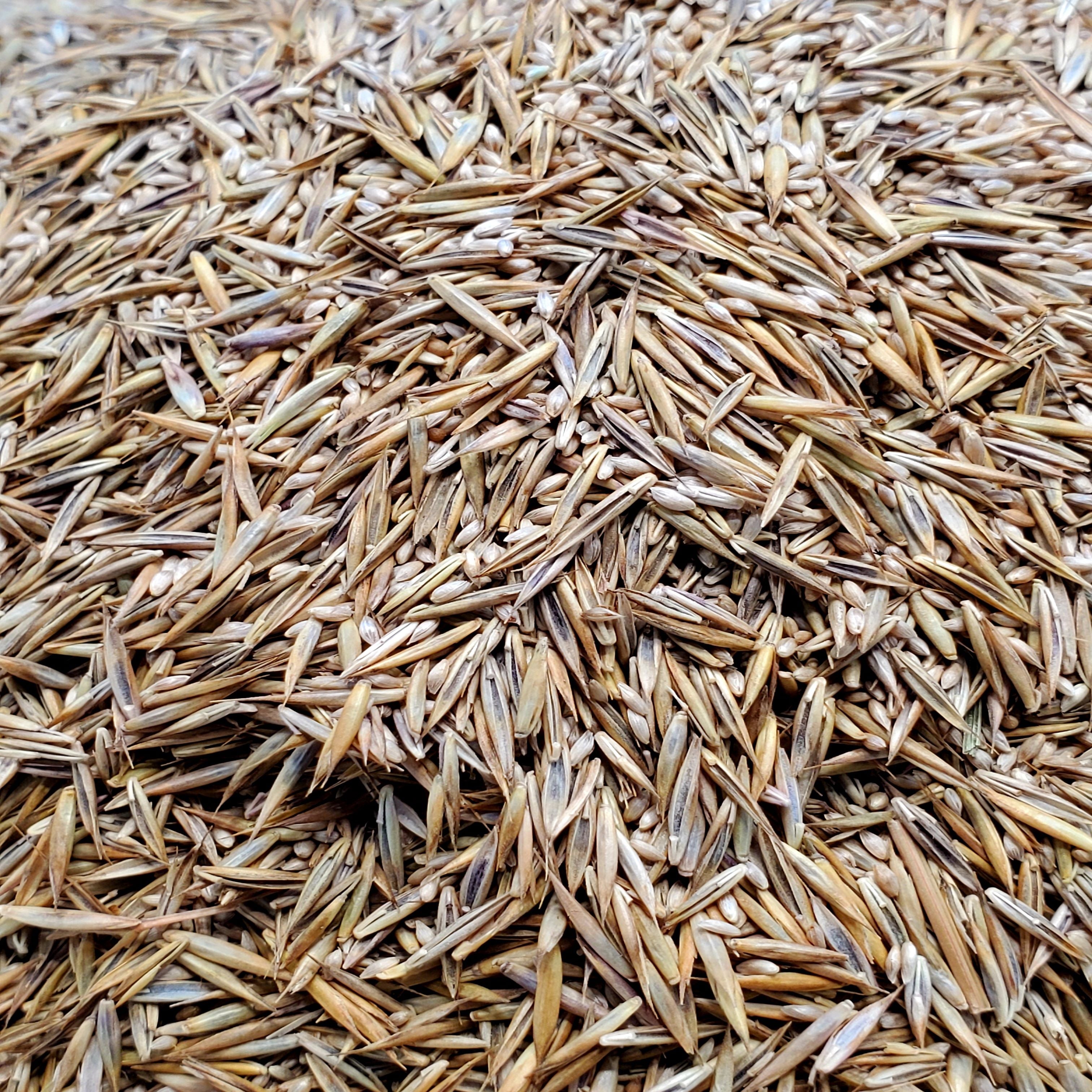 Horse Pasture Blend - 25Kg | Foster's Seed & Feed