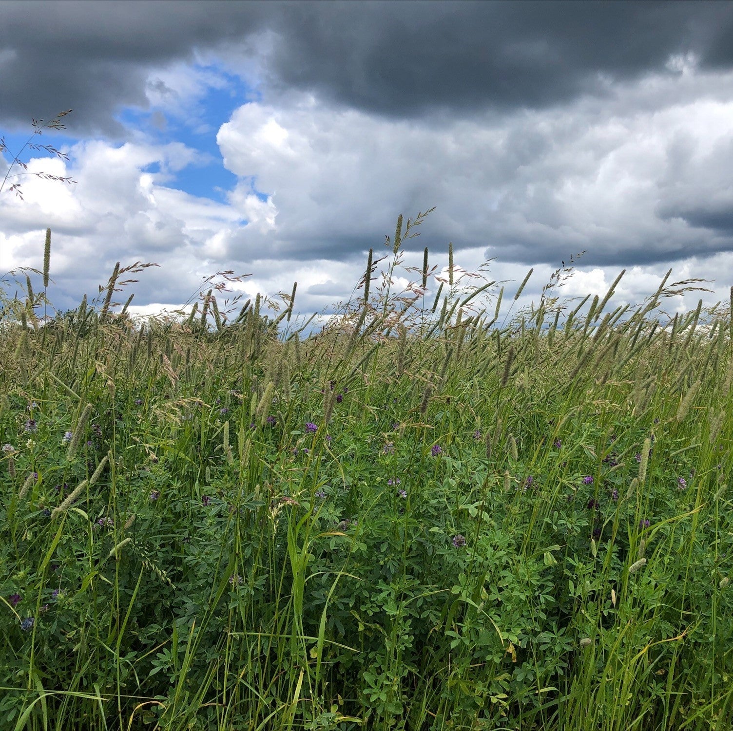 Peace Country Hay Blend - 25Kg | Foster's Seed & Feed