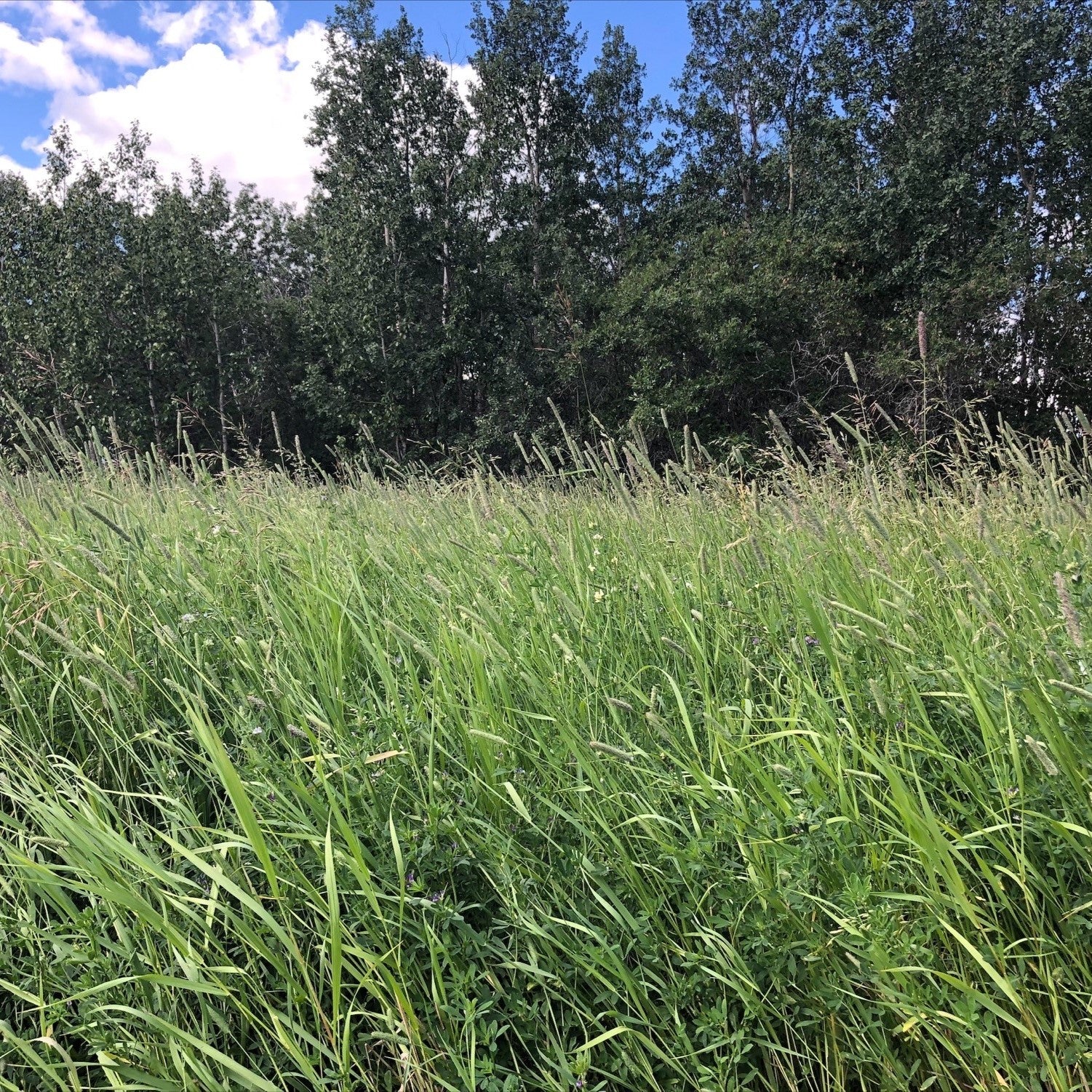 Production Hay Blend - 25Kg | Foster's Seed & Feed