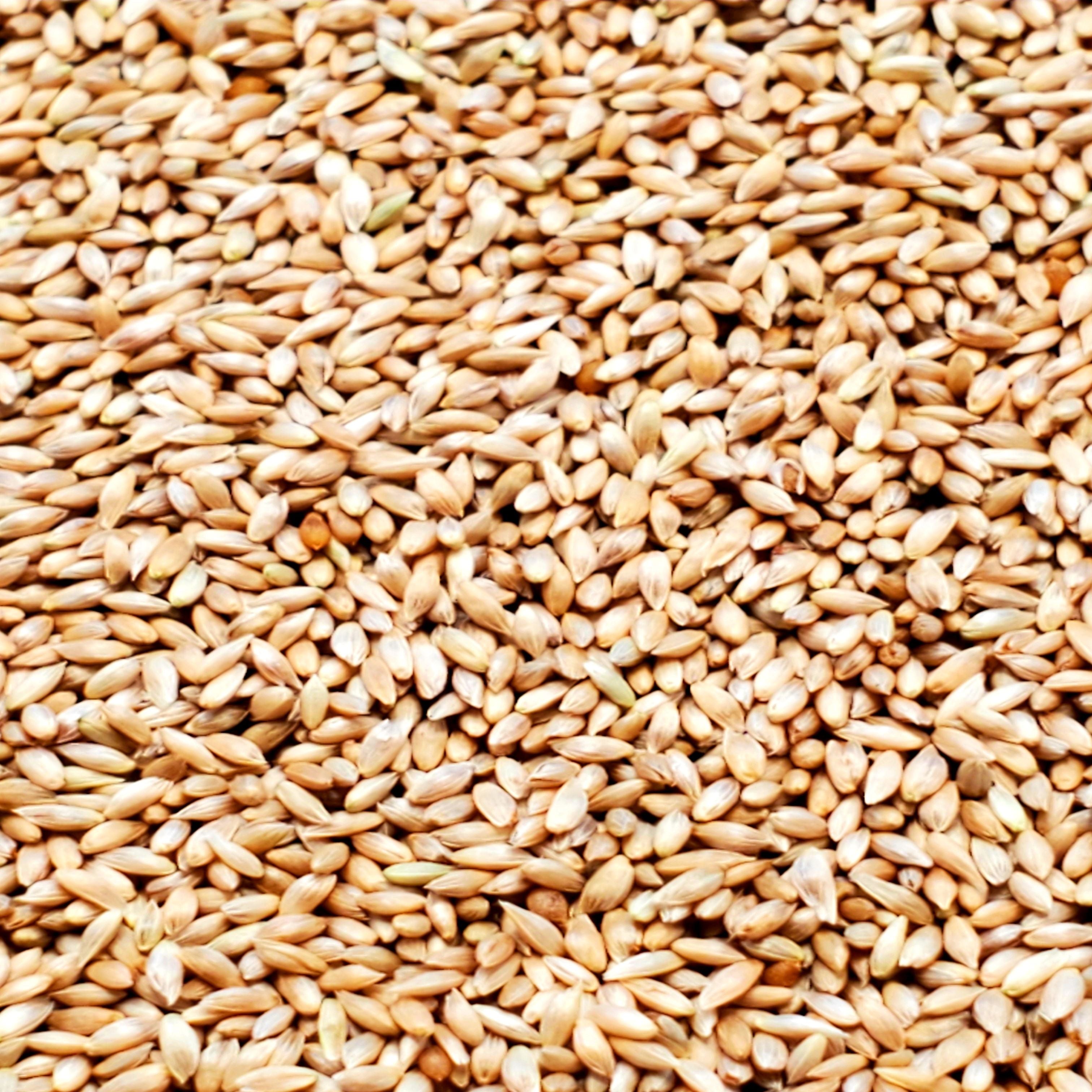 Timothy - 25Kg | Foster's Seed & Feed