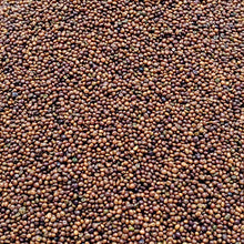 Foster's Seed & Feed | Foster's Seed & Feed