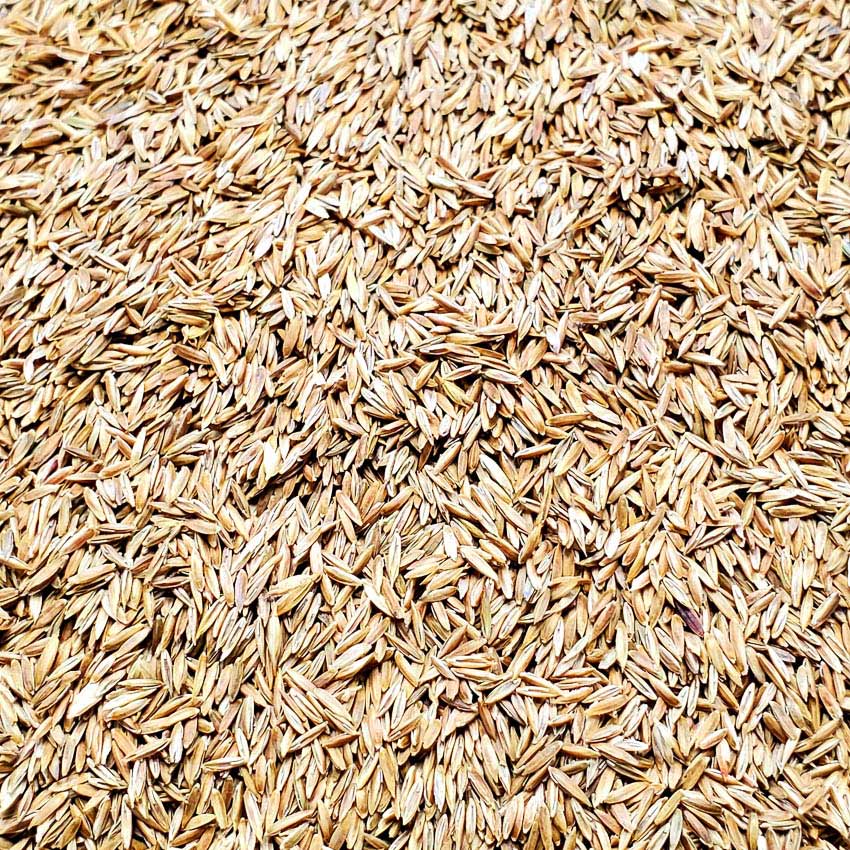 Kentucky Bluegrass - 22.7Kg | Foster's Seed & Feed